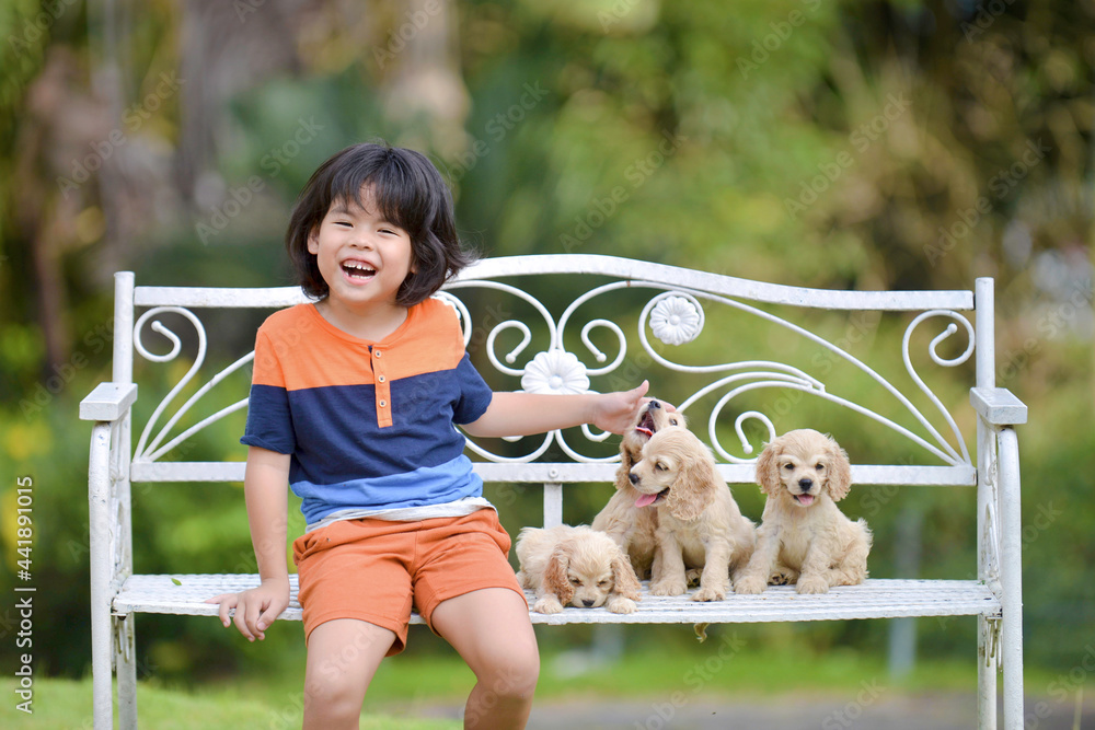 Asian child bonding time with american cocker spaniel puppies on a ...