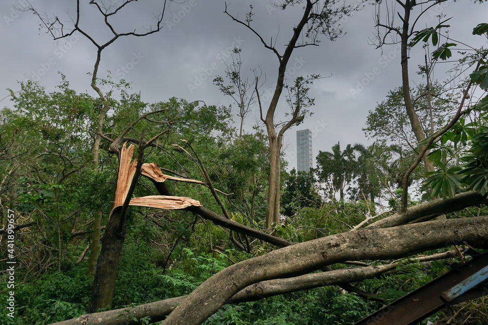 Super cyclone Amphan has uprooted tree which fell on ground. The ...