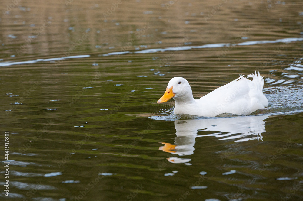 Large white heavy duck also known as America Pekin Duck, Long Island ...