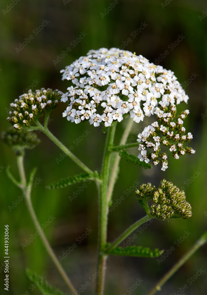 Gemeine Schafgarbe, Gewöhnliche Schafgarbe (Achillea millefolium) // Common Yarrow Stock Photo ...