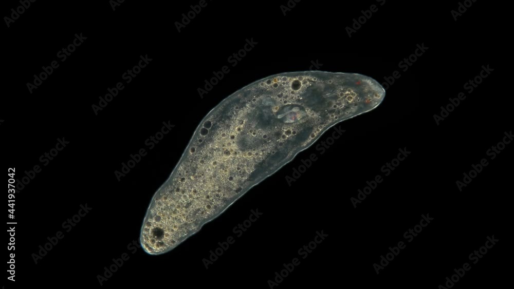 Turbellaria flatworm under the microscope, Platyhelminthes Phylum ...