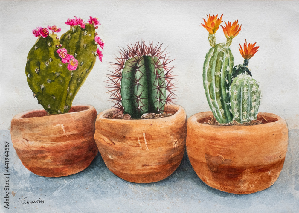 Watercolour painting of a three terracotta pot with flowering cacti ...