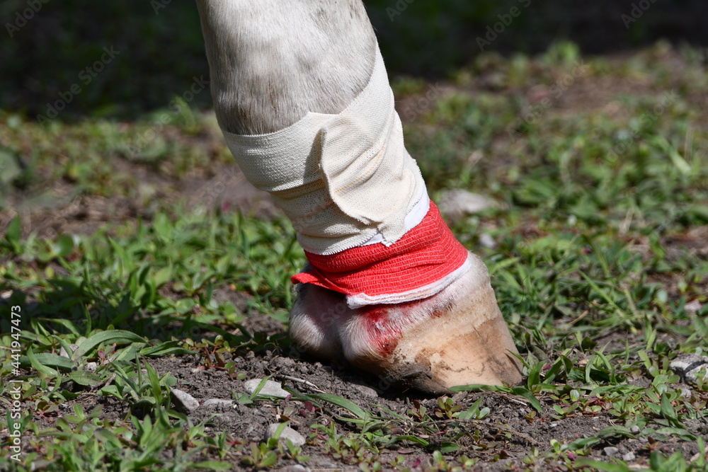 Horse foot showing mud foot or pastern dermatitis after treatment Stock ...