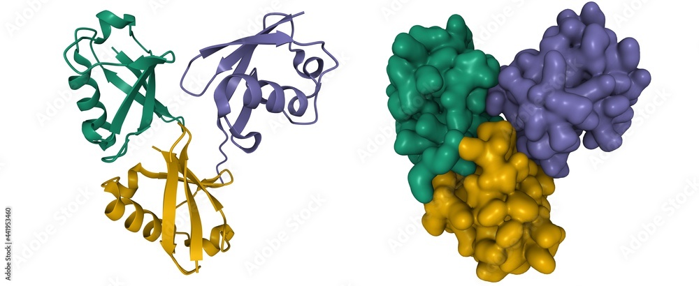 Crystal Structure of Branched K11-K48-Linked Tri-Ubiquitin, 3D cartoon ...