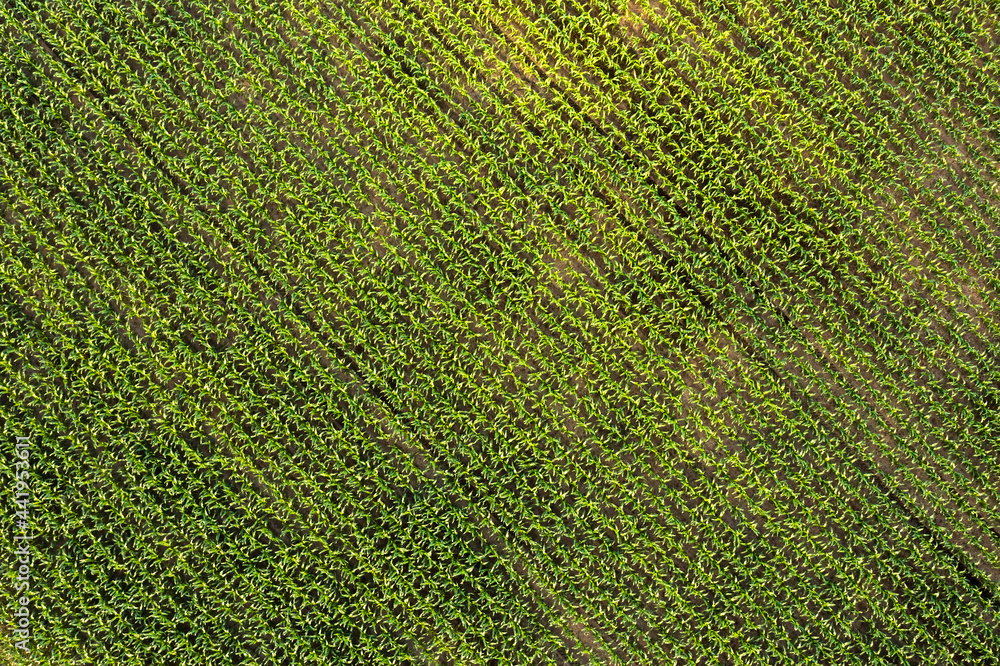 Aerial photo of maize field with still young and small corn plants ...