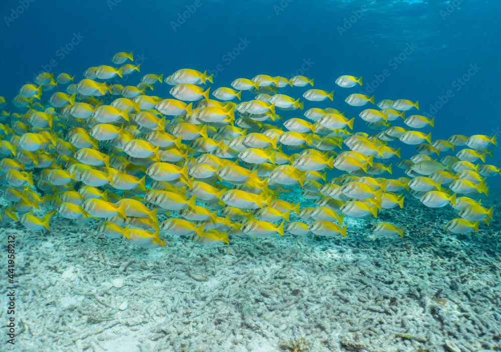 School of Rabbit fish in shallow tropical water with blue copy space ...
