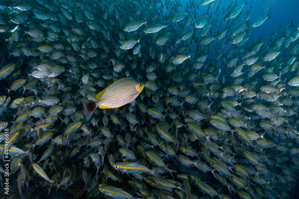 school of fish with a single rabbit fish in the open water, south east ...