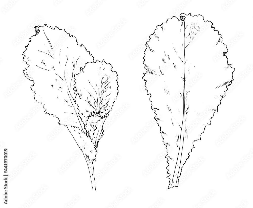 Vector salad set. hand-drawn sketch-style lettuce leaf and a plant with ...