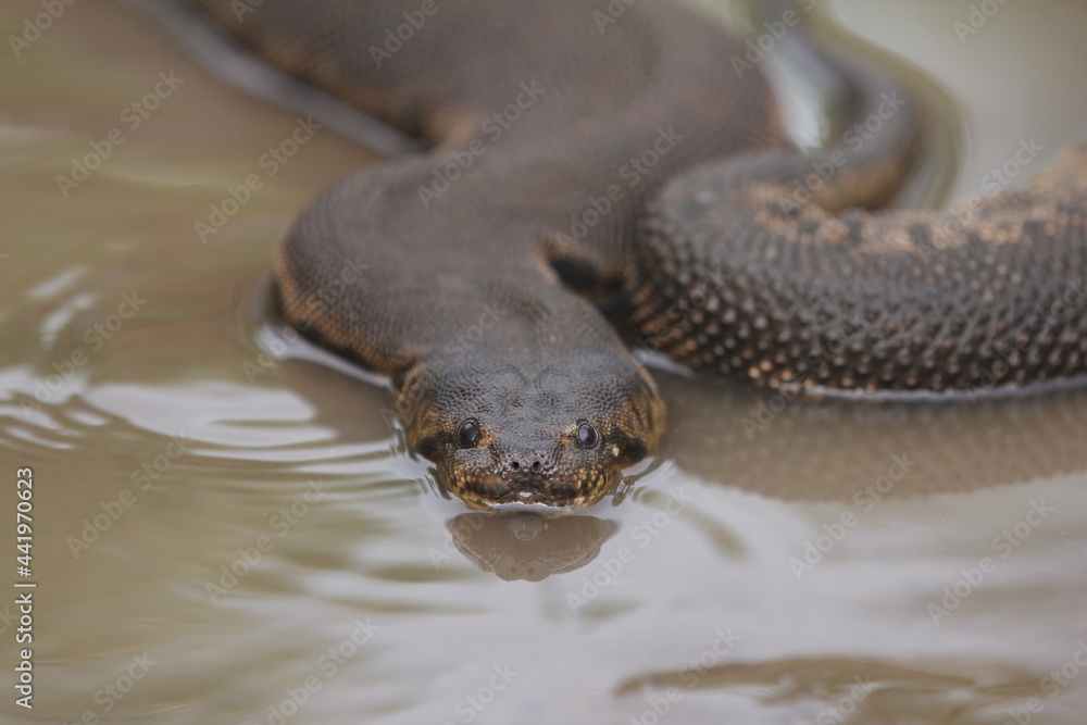 Elephant trunk snake or the Javan file snake, is non-venomous aquatic ...