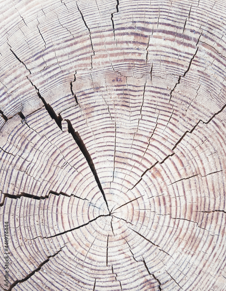 Log wood texture stylish minimal wallpaper. Bio eco minimal background ...