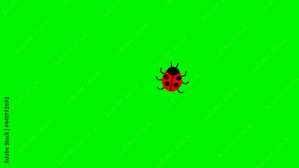 Animated ladybird. Ladybug crawls in a circle on screen. Looped video ...