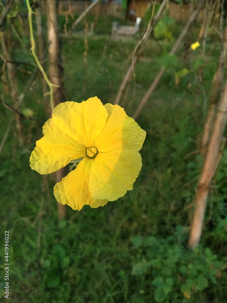 Flower of Jhinga (Ridge Gourd) also known as Chinese okra Stock Photo ...
