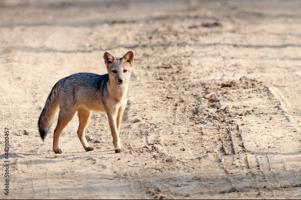 common zorro (Cerdocyon thous) on a clay road in the interior of Bahia ...