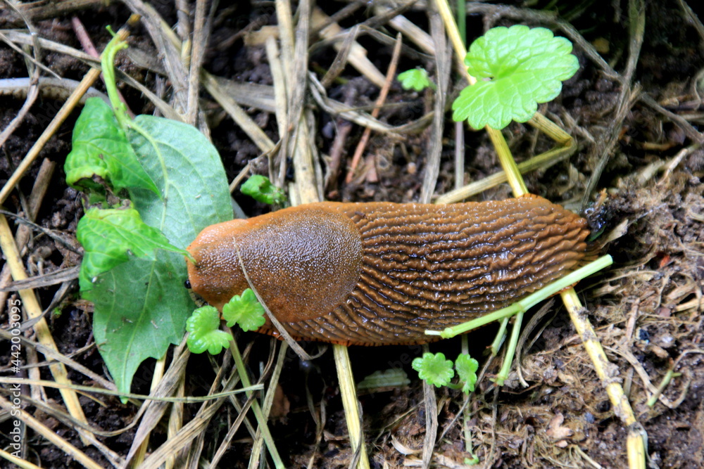 Fotka „Big Brown Spanish slug (arion vulgaris) on a grass , Close-up ...
