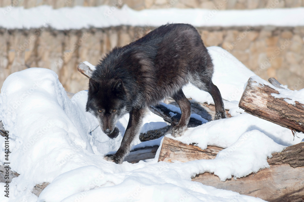 Angry black canadian wolf is looking at the camera. Canis lupus ...