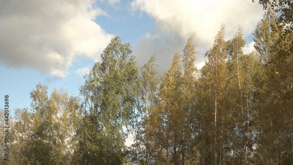 Foto Stock Treetops sway gusts of strong wind. Landscape with birch ...