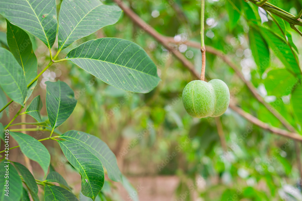 The fruits and seeds are the green color of the rubber tree. Stock ...