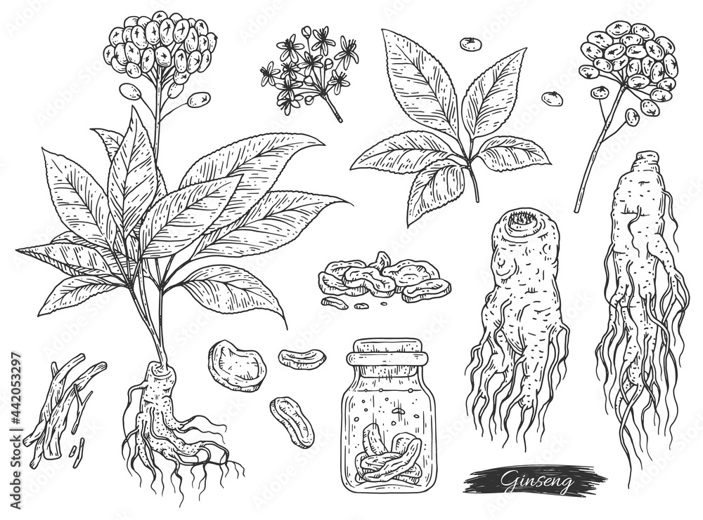 Hand drawn set of ginseng plant, engraving vector illustration isolated ...