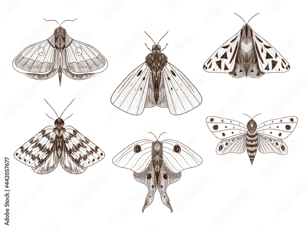 Set of moth, pencil drawing, hand sketch. Illustration for textile ...