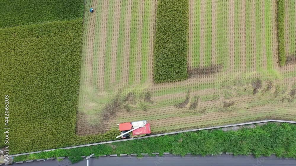 Aerial drone footage Cultivated rice paddy field, farmer harvesting the ...