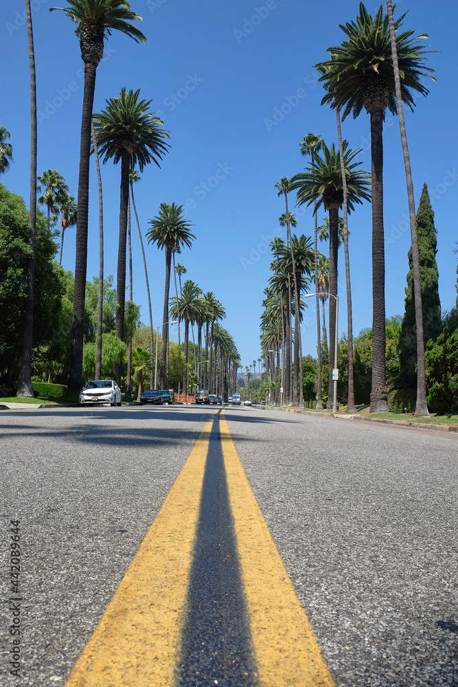 the famous palm tree street in beverly hills, between north santa ...
