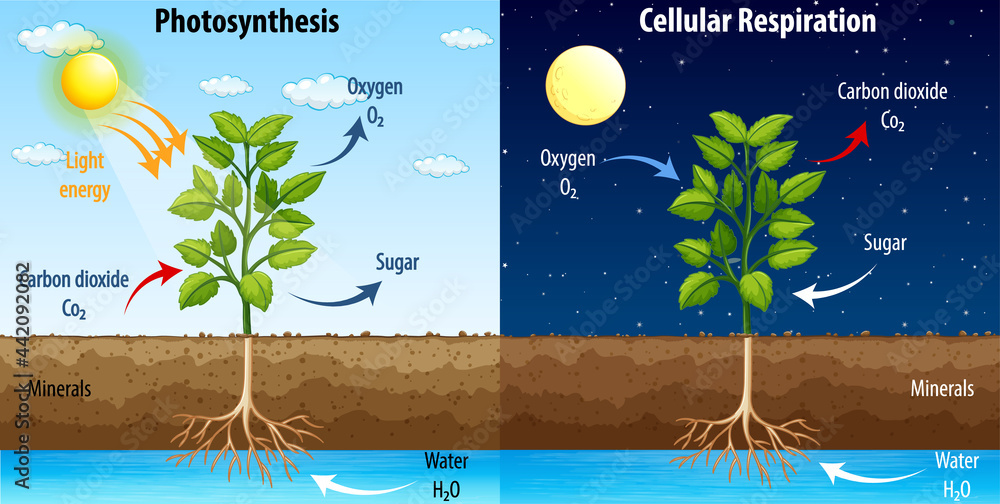 Diagram showing process of photosynthesis and cellular respiration ...