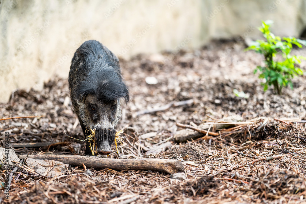 The Visayan warty pig (Sus cebifrons) is a critically endangered ...