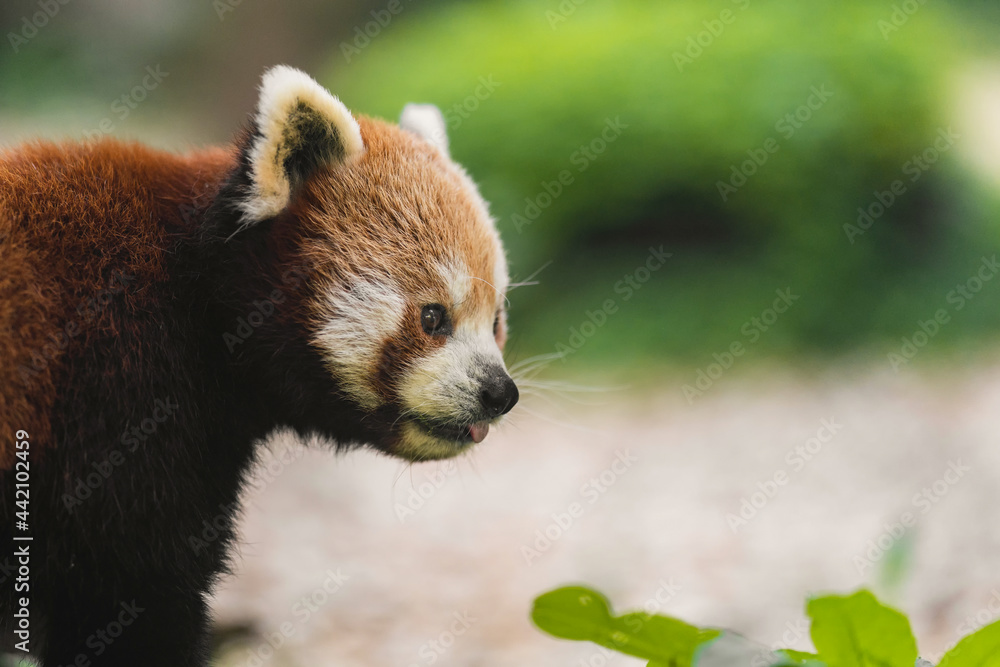 The red panda is larger than a domestic cat with a bear-like body and ...