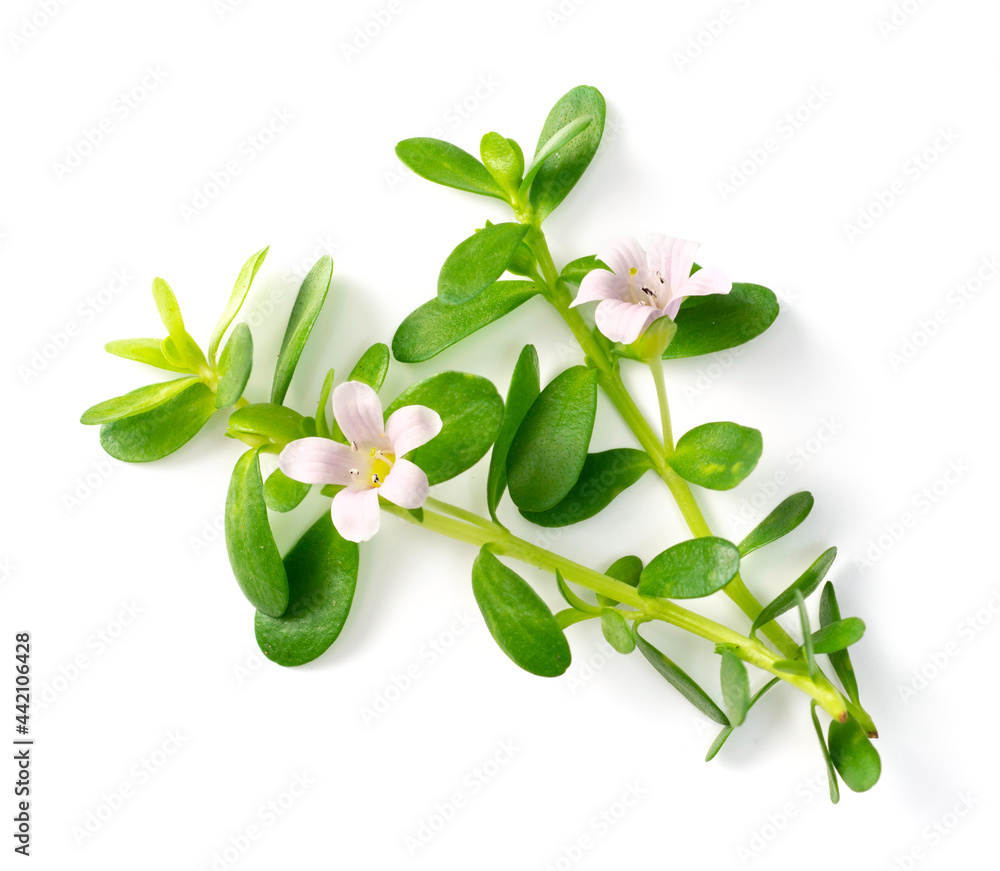 fresh brahmi leaves and flowers isolated on white background, top view ...