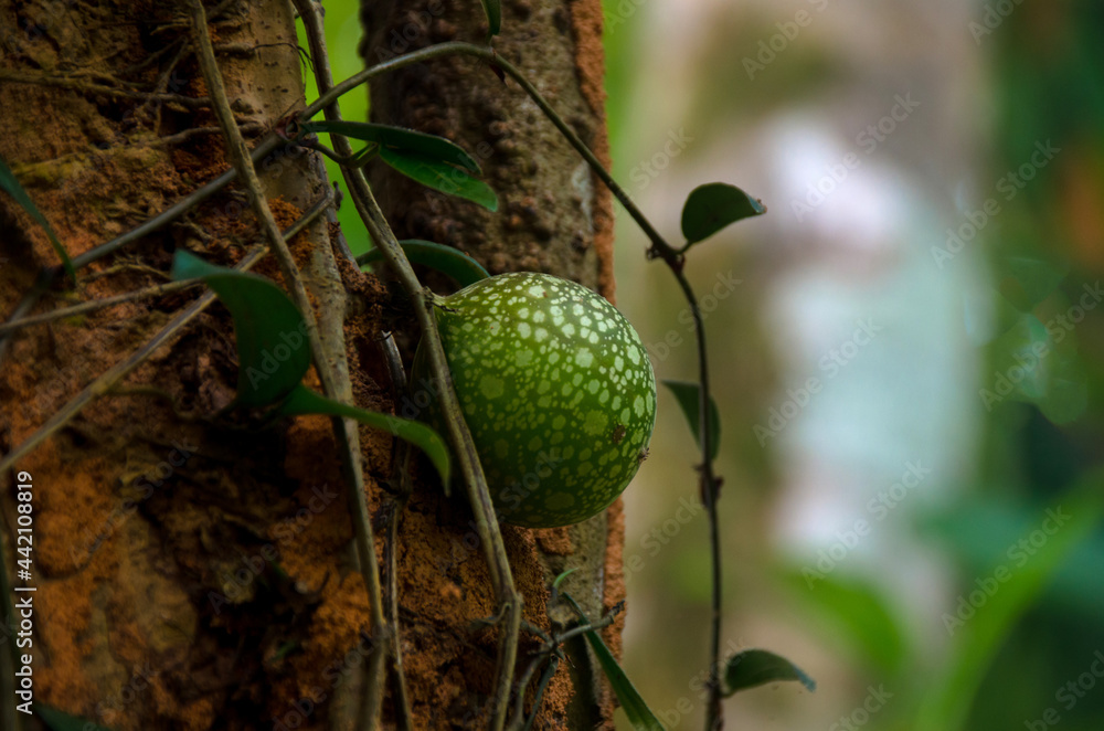 Ficus pumila (creeping fig or climbing fig) fruits and leaves on tree ...