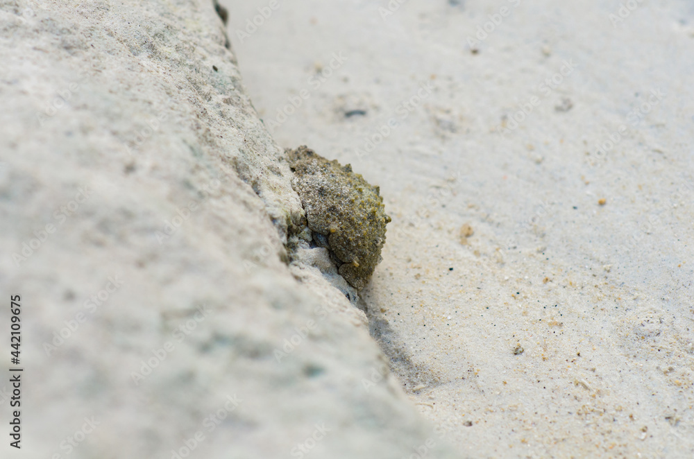 One of the rare species of air breathing sea slug,the celtic sea slug ...