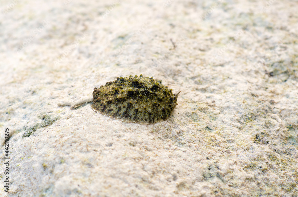 One of the rare species of air breathing sea slug,the celtic sea slug ...