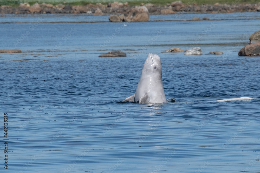 Photo & Art Print Beluga whale Arctic, Stanislav