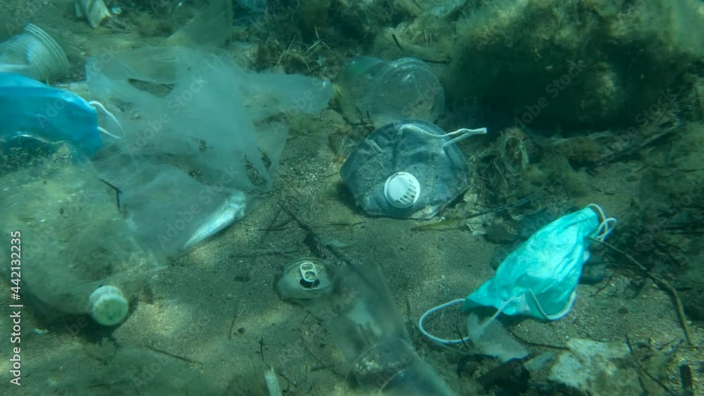 Dead Greater weever fish (Trachinus draco) hitting trapped in plastic ...