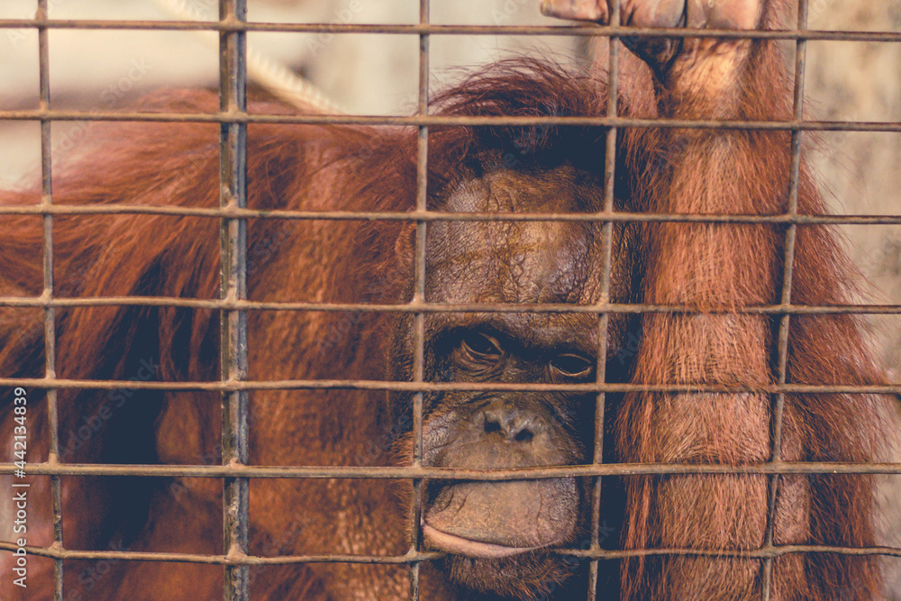 a monkey feeling loneliness and sadness behind jail. the eyes of a ...