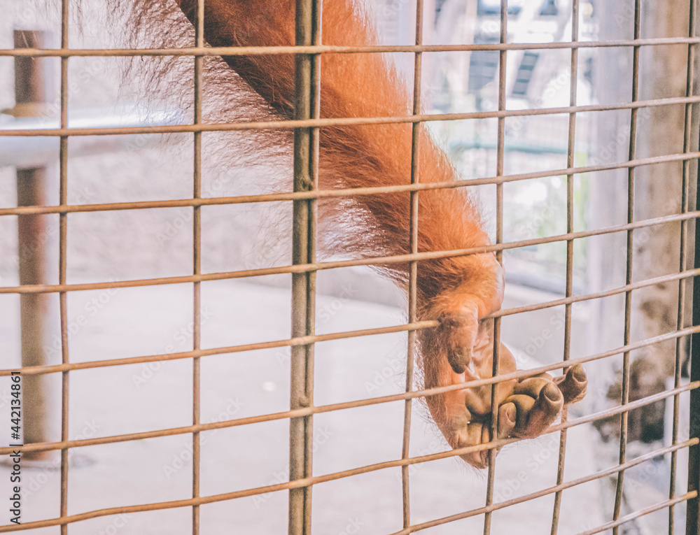 Monkey hold cage Seeking independence. a monkey feeling loneliness and ...