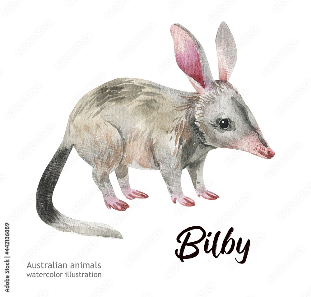 Australian animals watercolor illustration hand drawn wildlife isolated ...