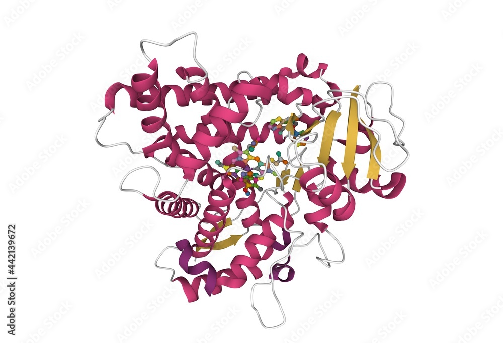 Structure of human cytochrome P450 CYP2C9 with heme and warfarin bound ...