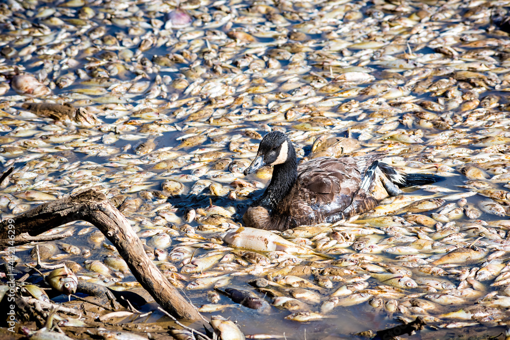 Dead fish floating in pond and sick goose swimming in sadness after ...