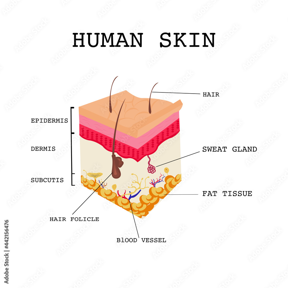 Cross section of Human skin. Layered epidermis, Dermis and subcutis ...