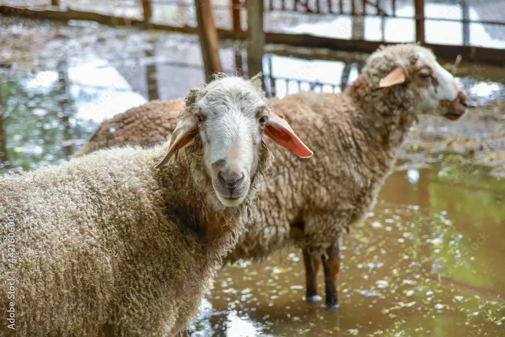 Two sheep are standing in the water. Flooding on a farm with animals ...