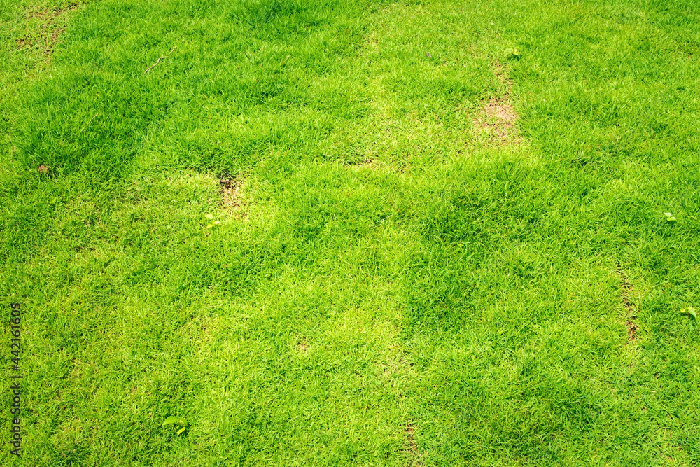 Grass Golf Courses green lawn pattern textured background. Green grass ...