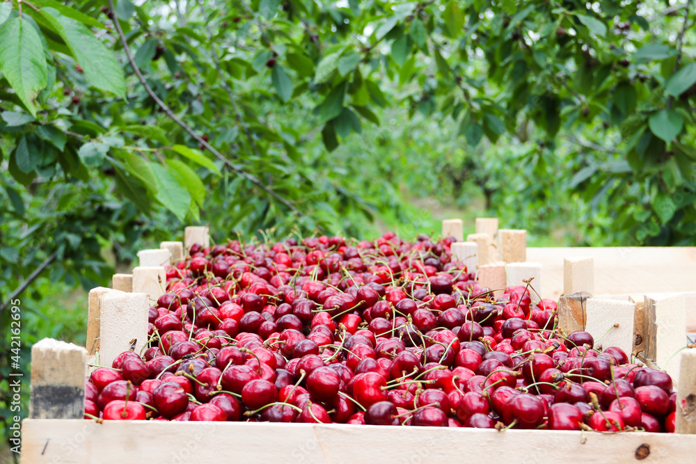 Collecting cherries in the garden. The boxes are freshly picked red ...