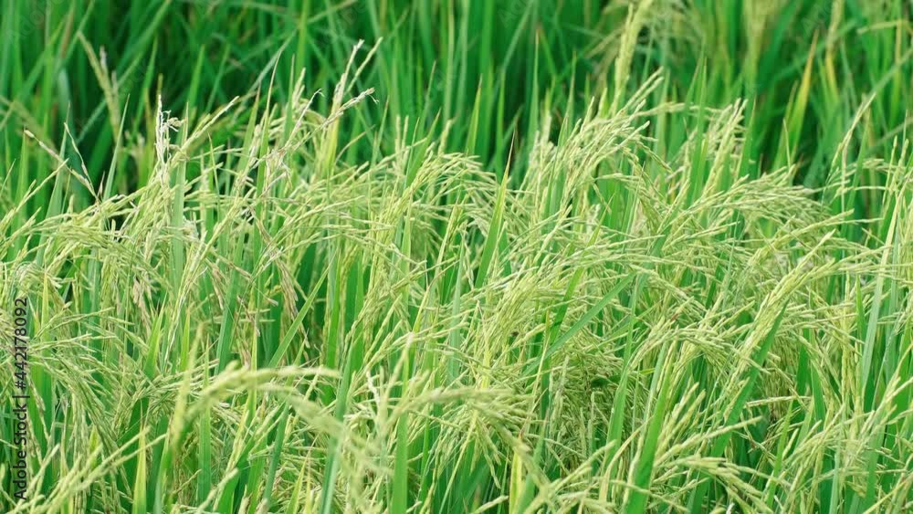 Video Stock Rice swaying by the wind in a rice paddy. Hom Mali rice ...
