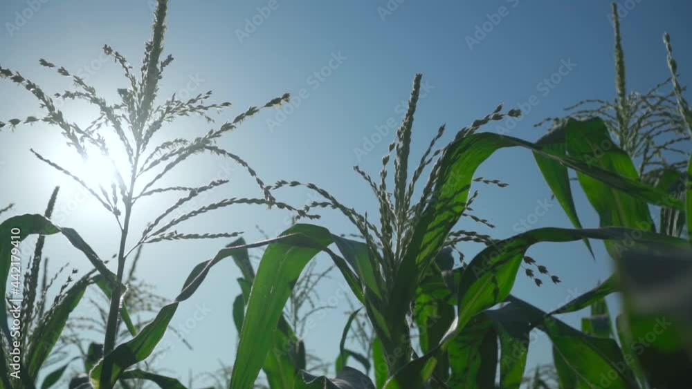agriculture, growth, harvest, row, crop, rural, scenic, young, field ...