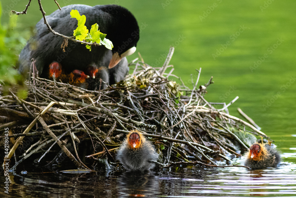 Coot family with mother and chicks at a green lake on a rough nest made ...