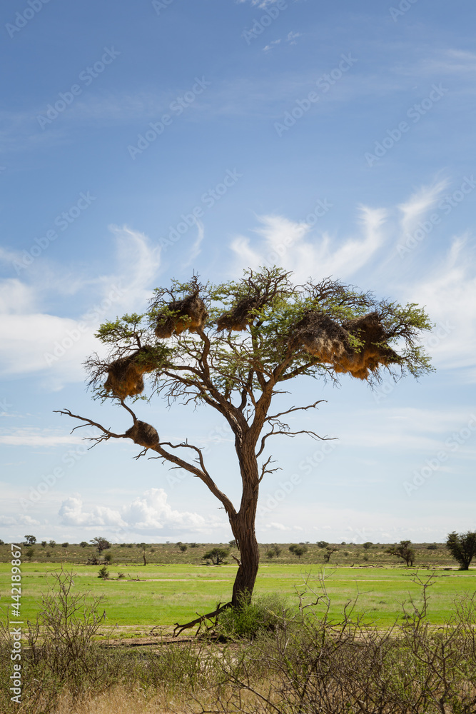 acacia tree in the african savanna Stock Photo | Adobe Stock