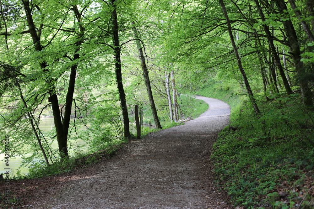 Sentier de cailloux dans une forêt verte Stock Photo | Adobe Stock