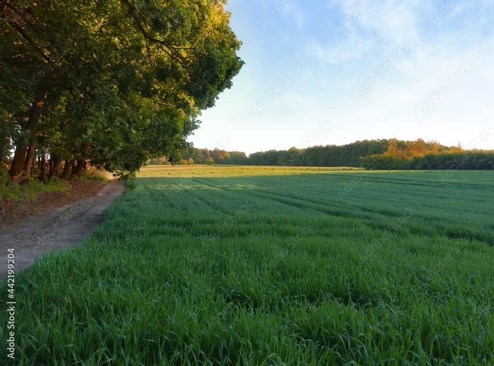 Pole uprawne wśród lasów, w tle pole rzepaku, soczysta zieleń 스톡 사진 ...