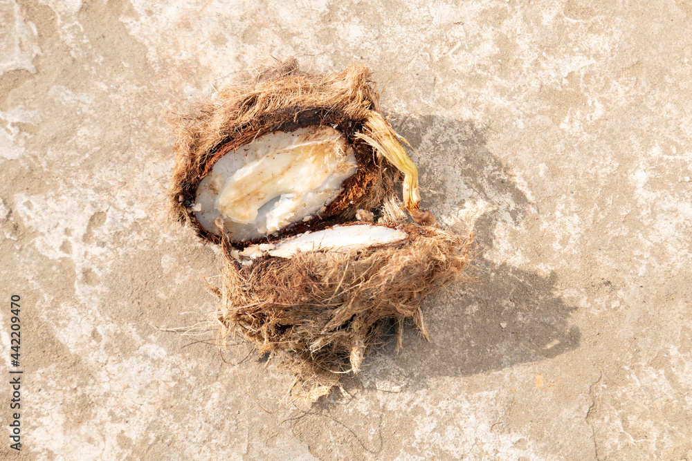 Inner edible part of germinated seed of palmyra palm or tala fruit ...